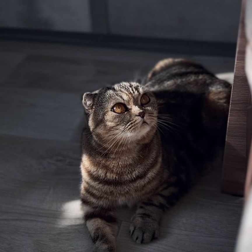 Шотландская вислоухая кошка вязка