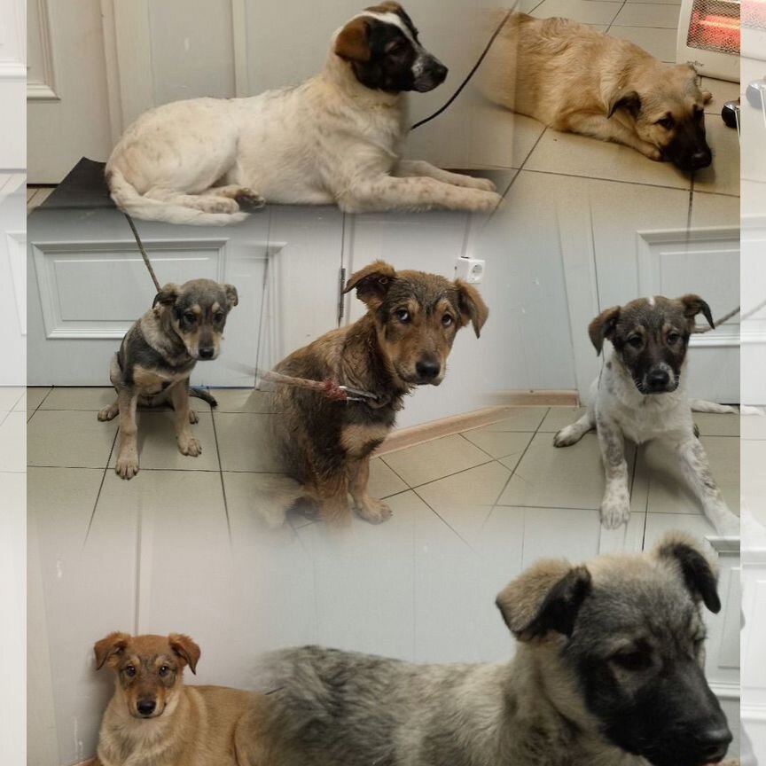 Щенок в добрые руки