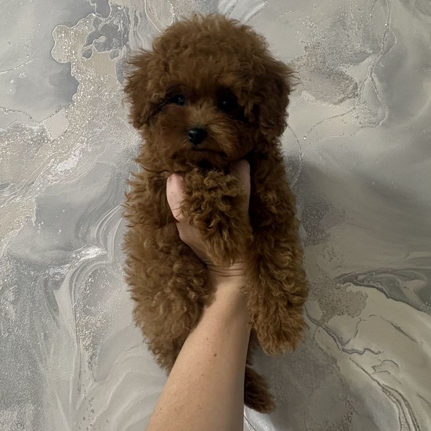 Той-пудель, щенок