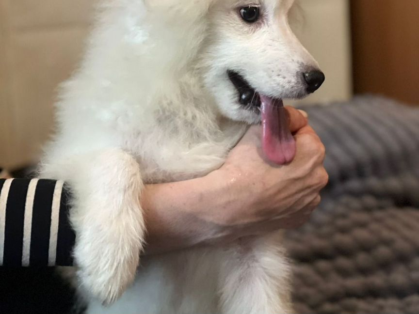 Самоедская лайка девочка