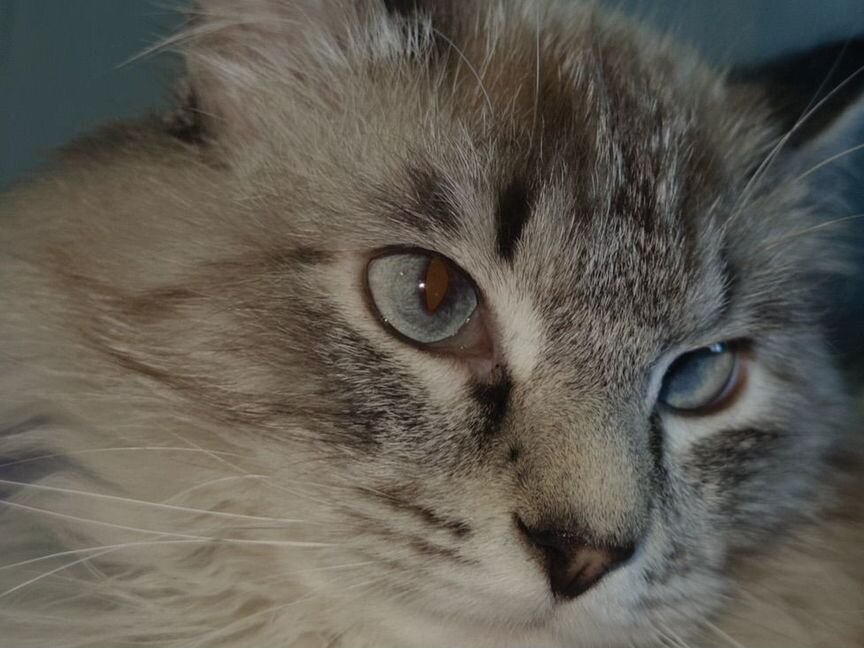 Котик в добрые руки