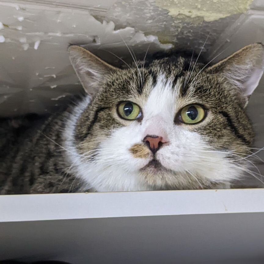 Котик в хорошие руки