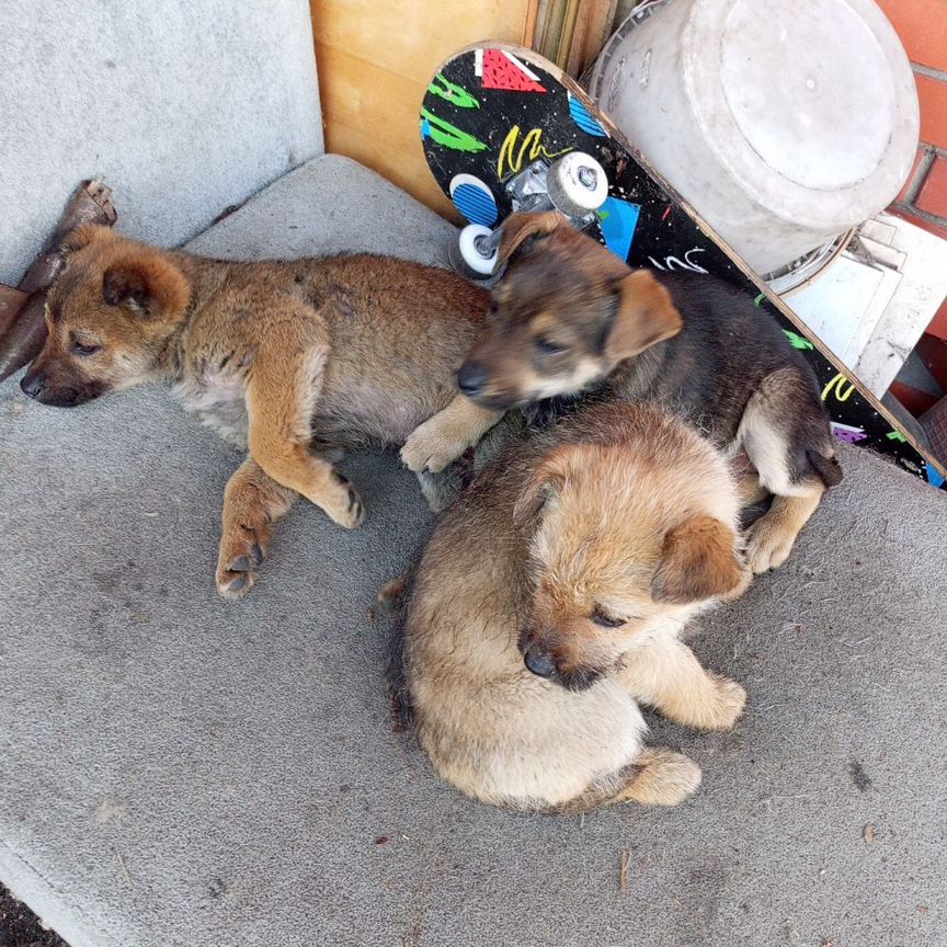 Щенок в добрые руки