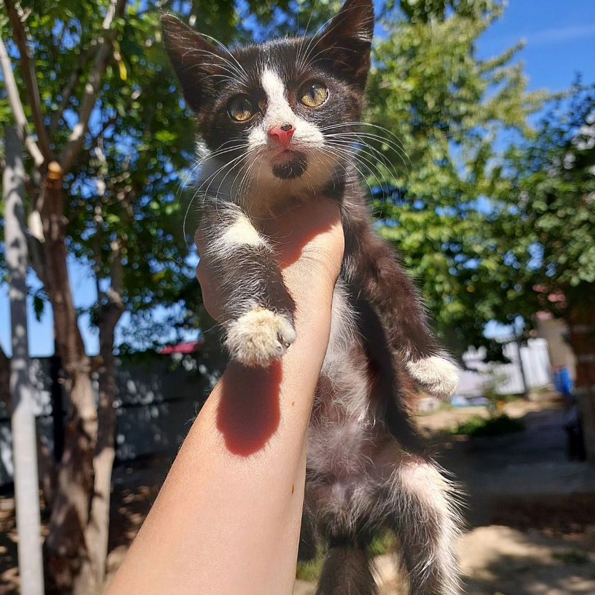 Котята в добрые руки бесплатно