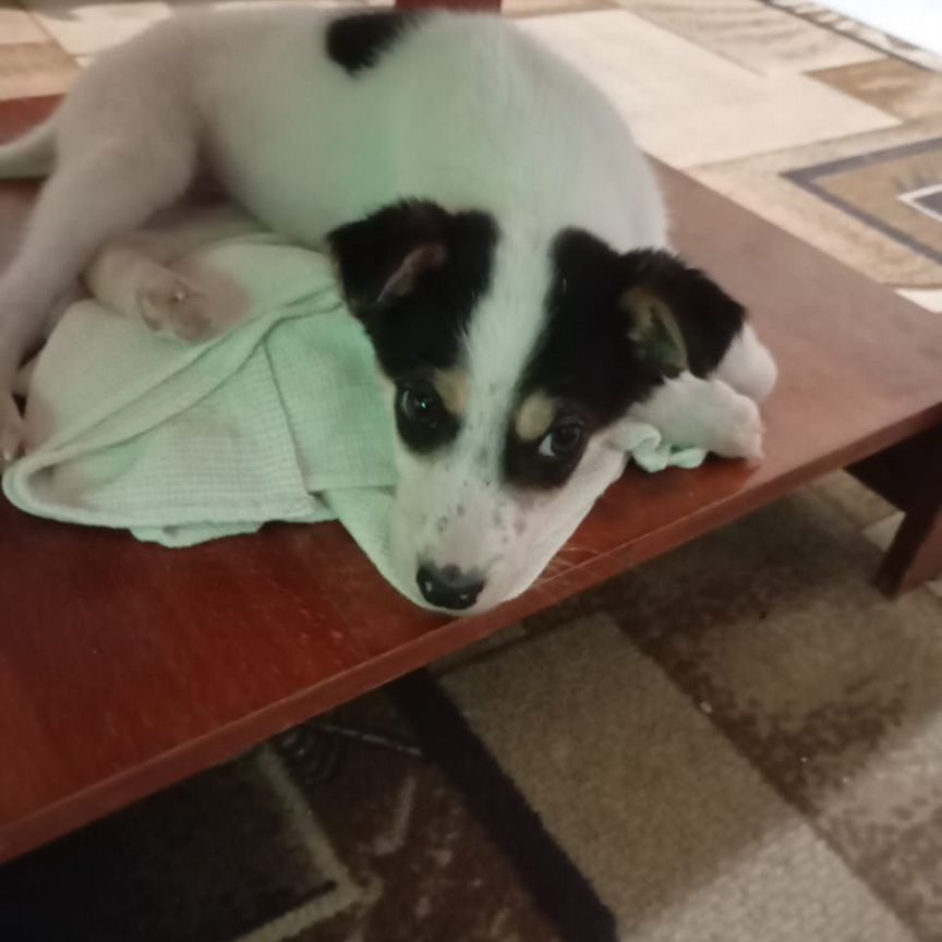 Щенок в добрые руки