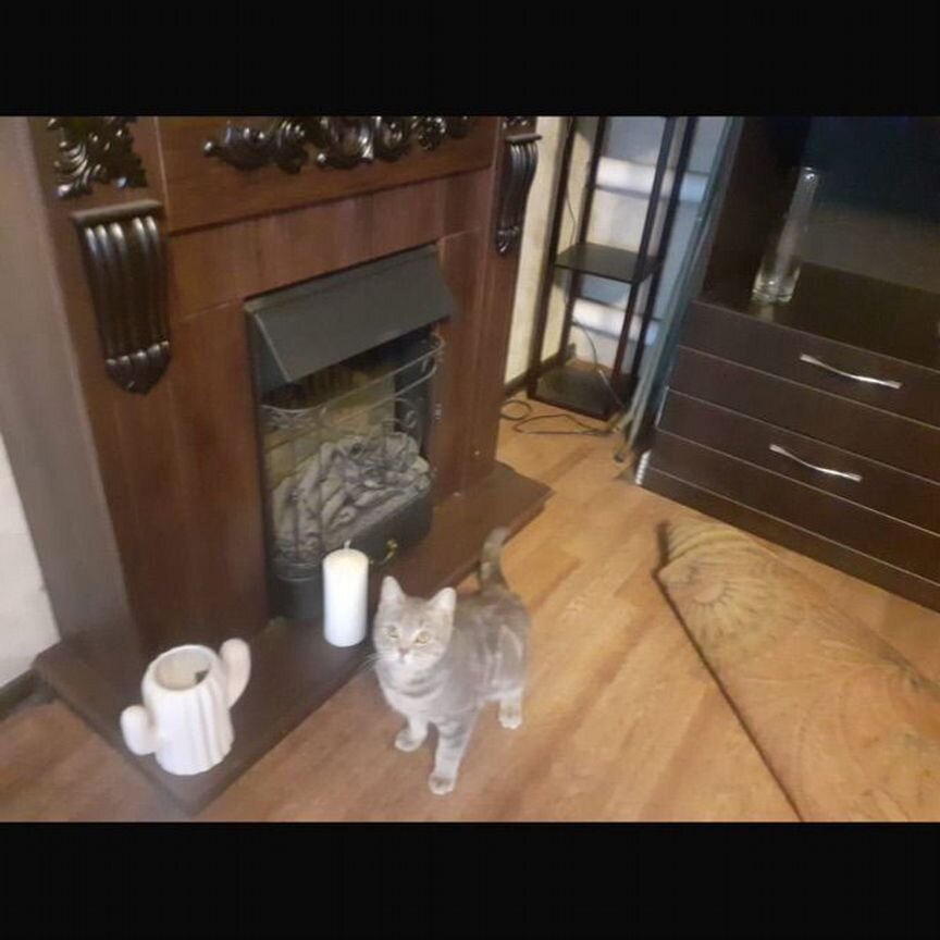 Молодой котик