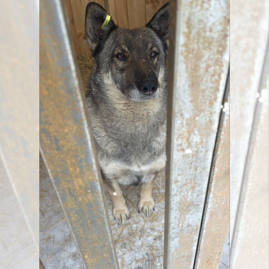 Взрослая собака из приюта
