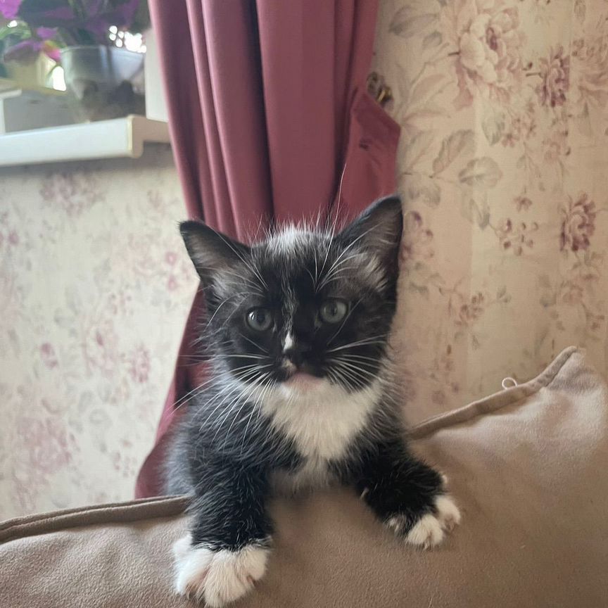 Котенок в добрые руки