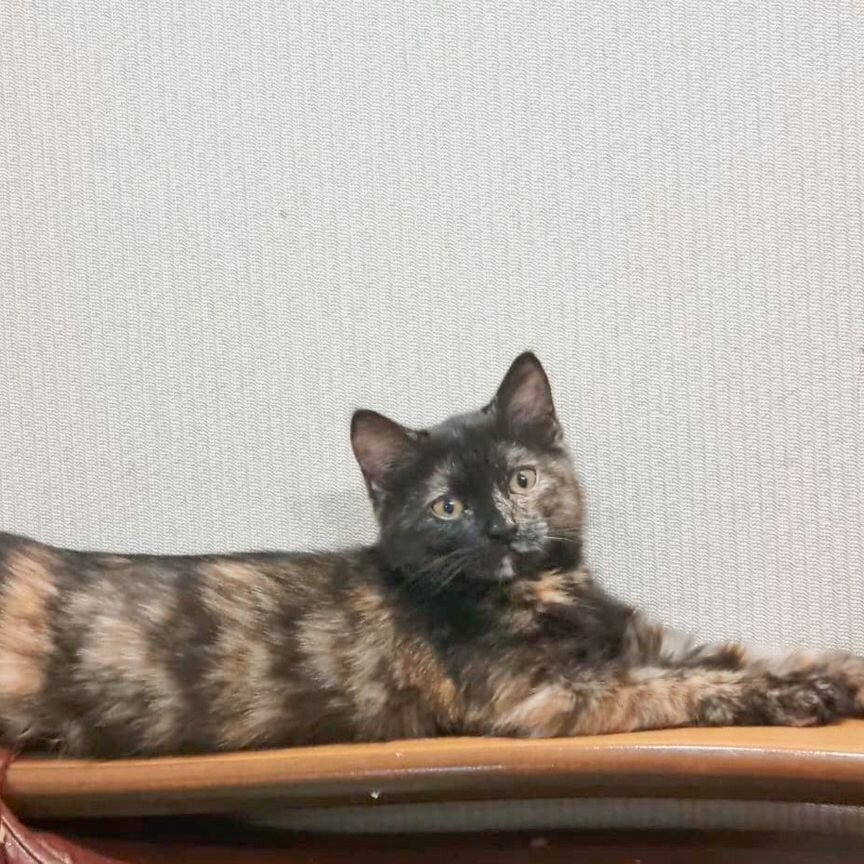 Кошечка на вязку