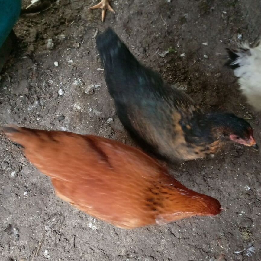 Курочки молодки