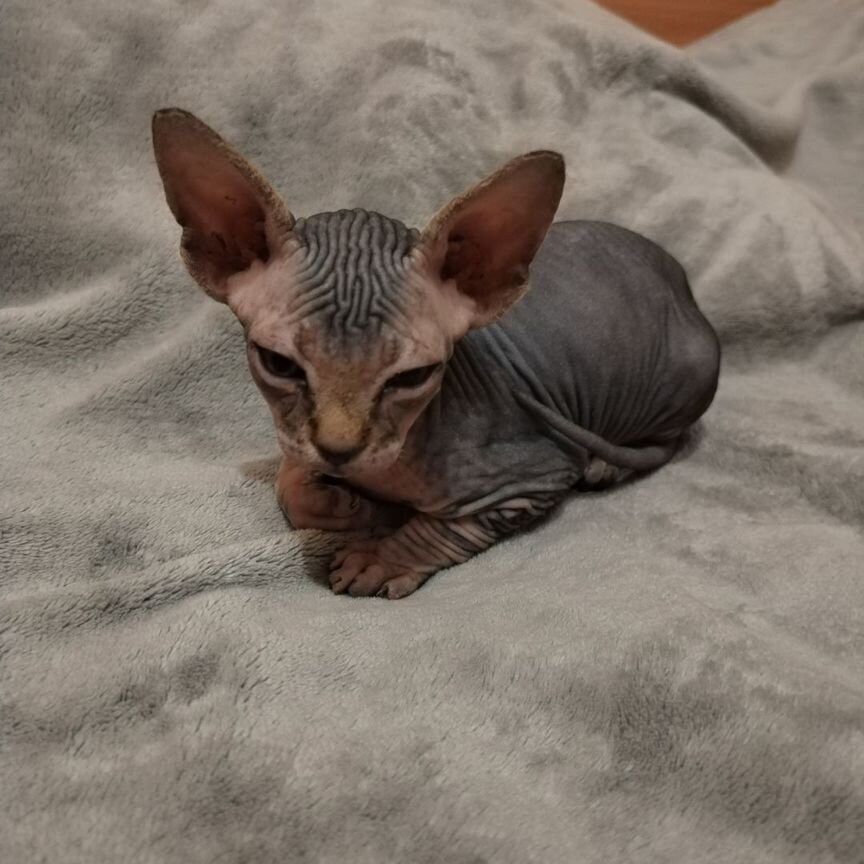 Донской сфинкс