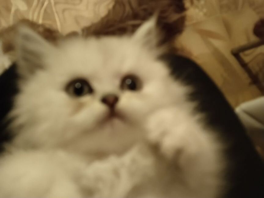 Персидская шиншилла котята