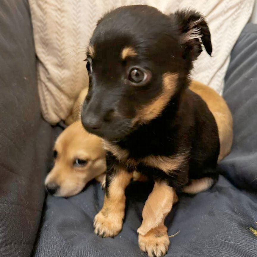 Щенки коротколапими маленькие