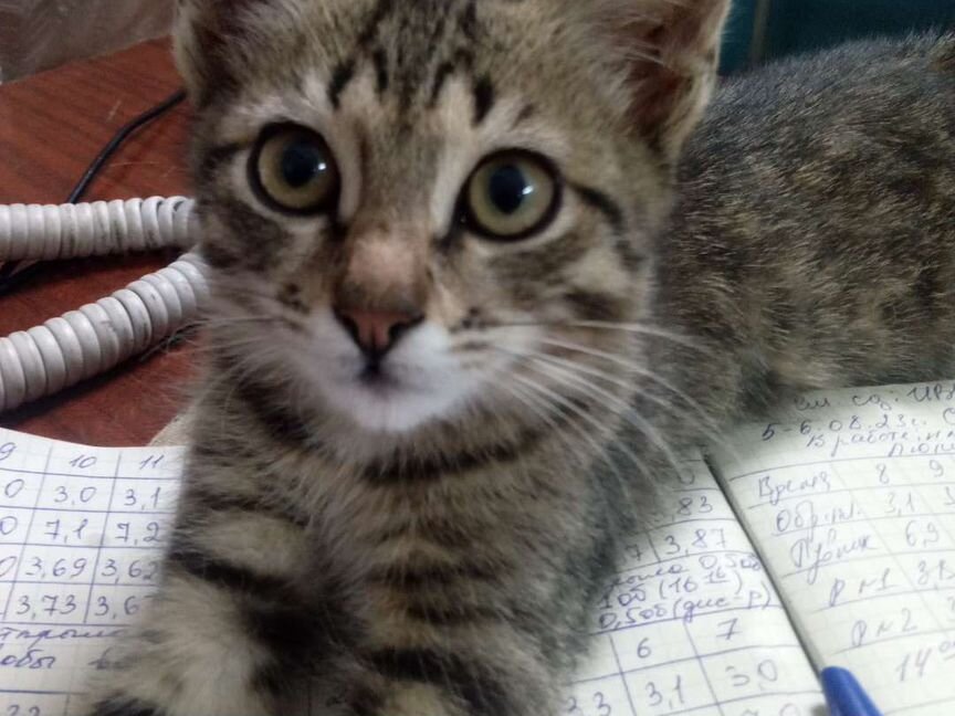 Милые котята
