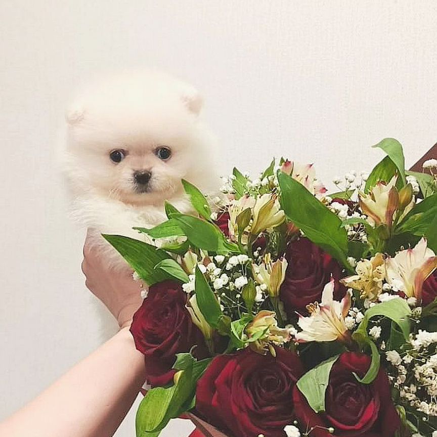 Померанский шпиц мини