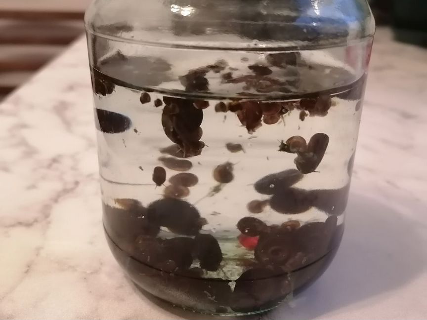 Аквариумные улитки