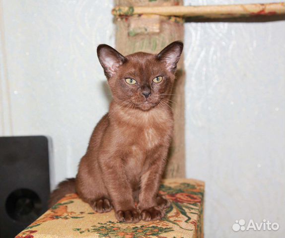 Мальчик европейской бурмы