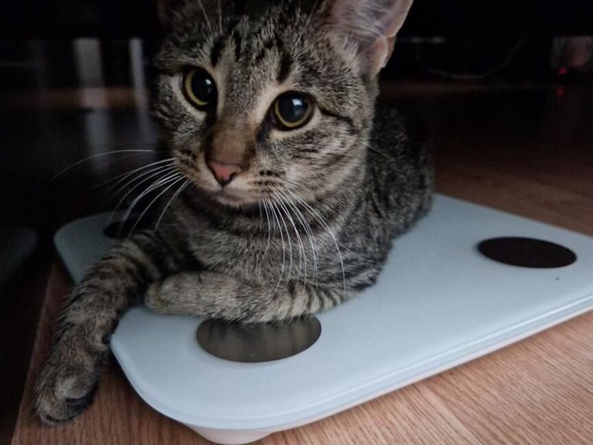 Кошка Симба в добрые руки