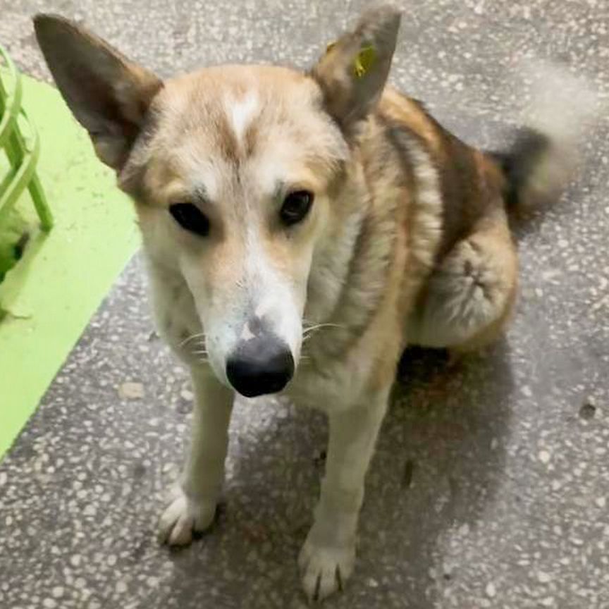 Чудеснейший Пес