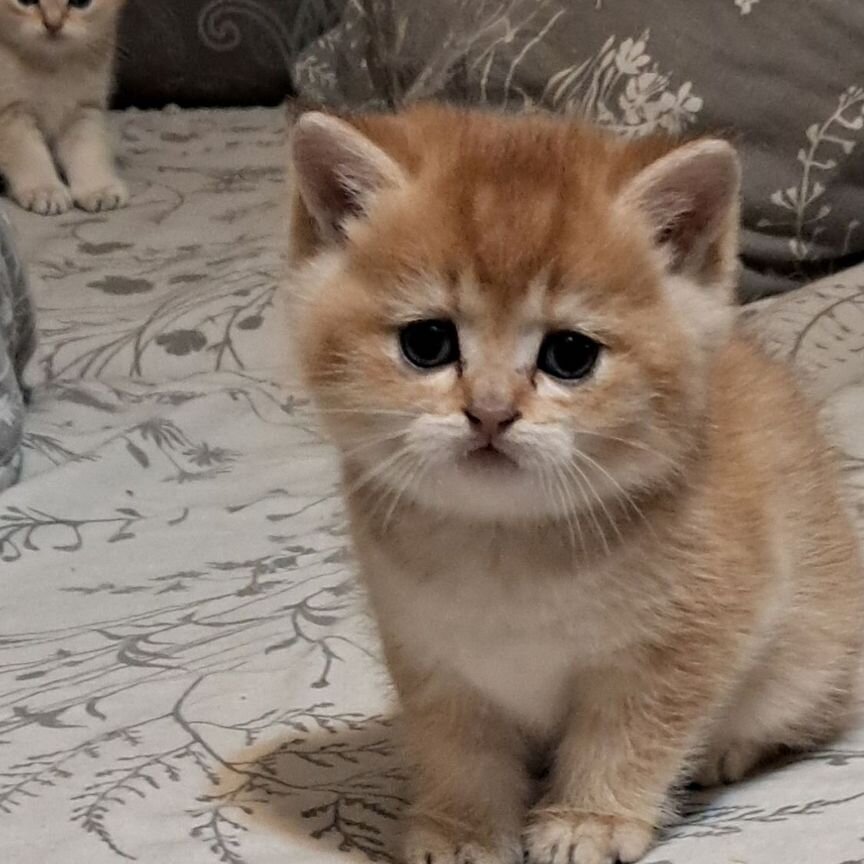 Шотландские вислоухие котята