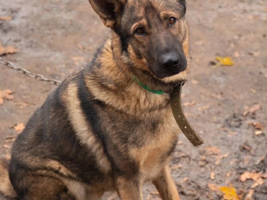 Ласковый кобель Саймон