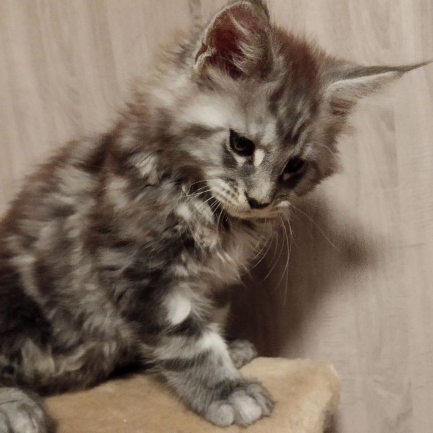 Мейн-кун котёнок