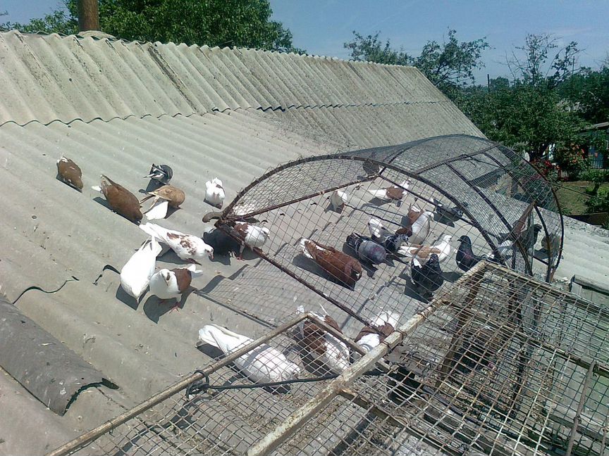 Николаевские голуби