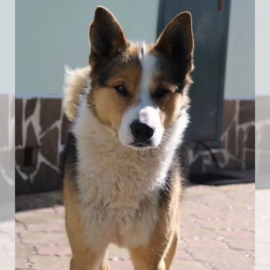 Собака в добрые руки