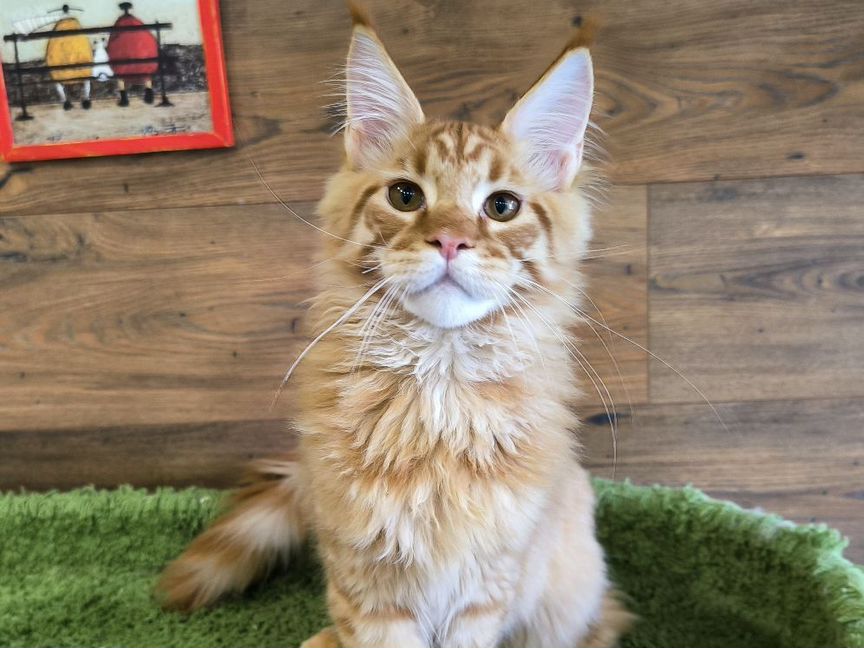 Котёнок красный тигр
