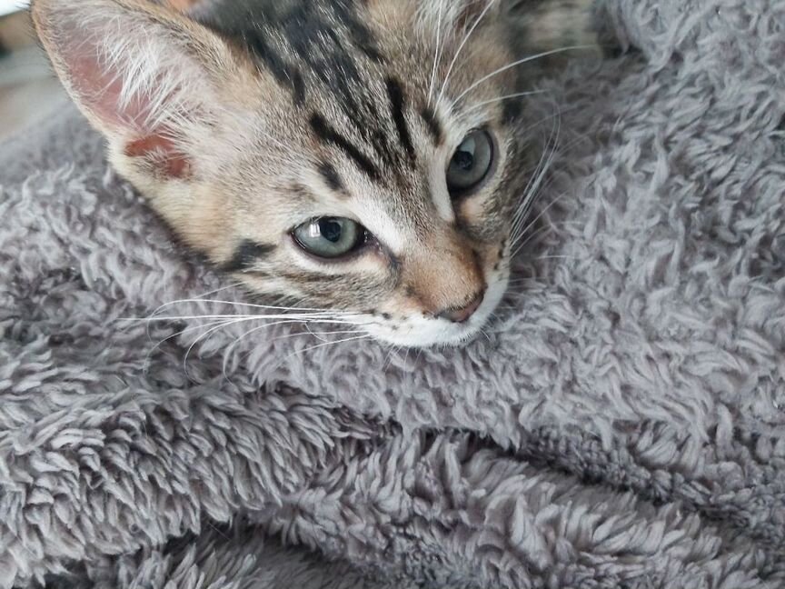 Отдам котенка в добрые руки