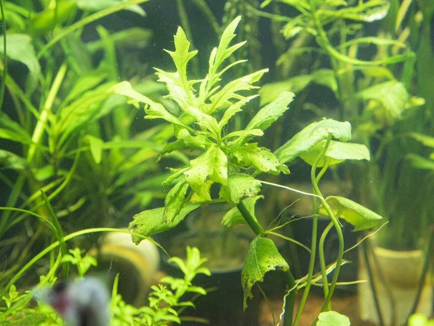 Живые растения для аквариума