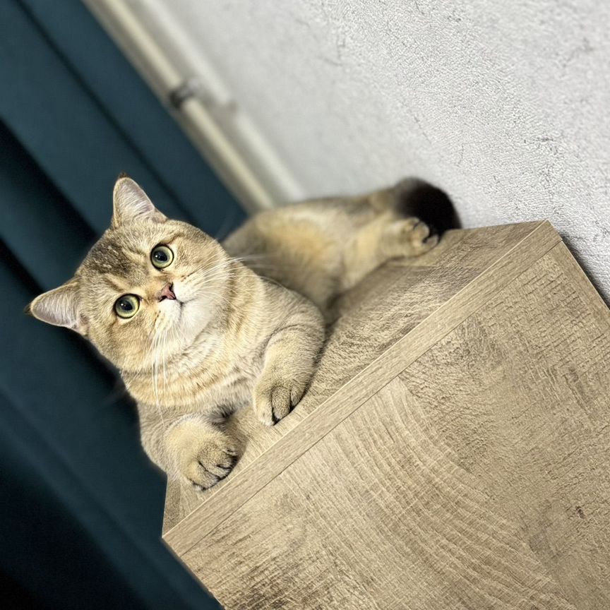 Кот в добрые руки