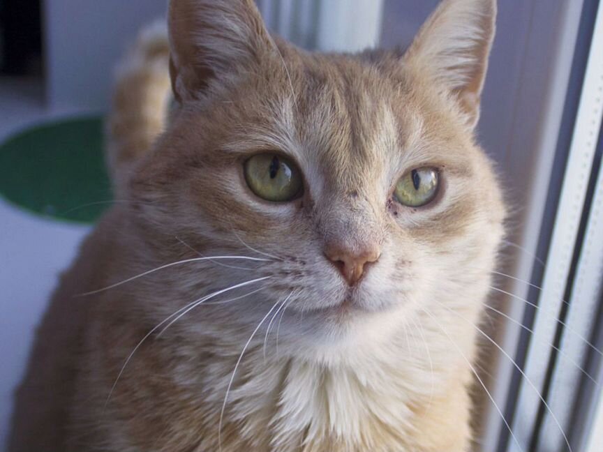 Ласковая кошка Персинка-это мой единственный шанс