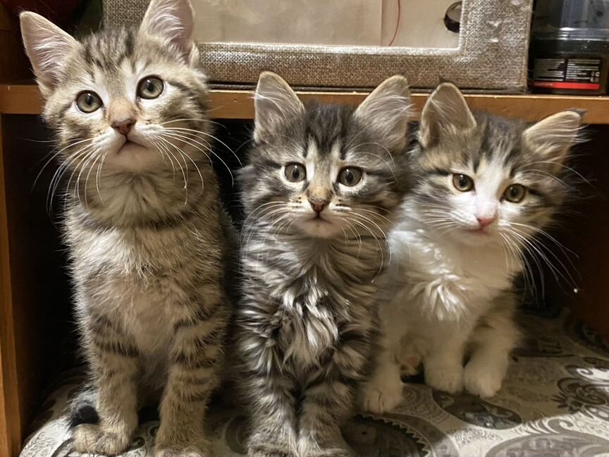 Котята в добрые руки даром