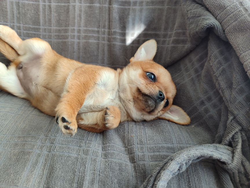 Щенки чихуахуа