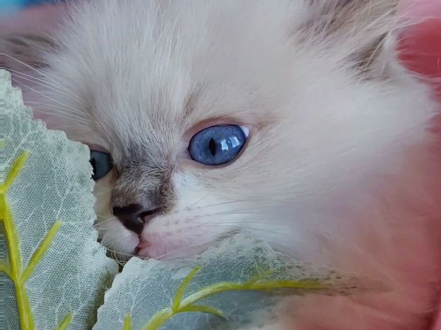 Регдолл. Котята шоу класса