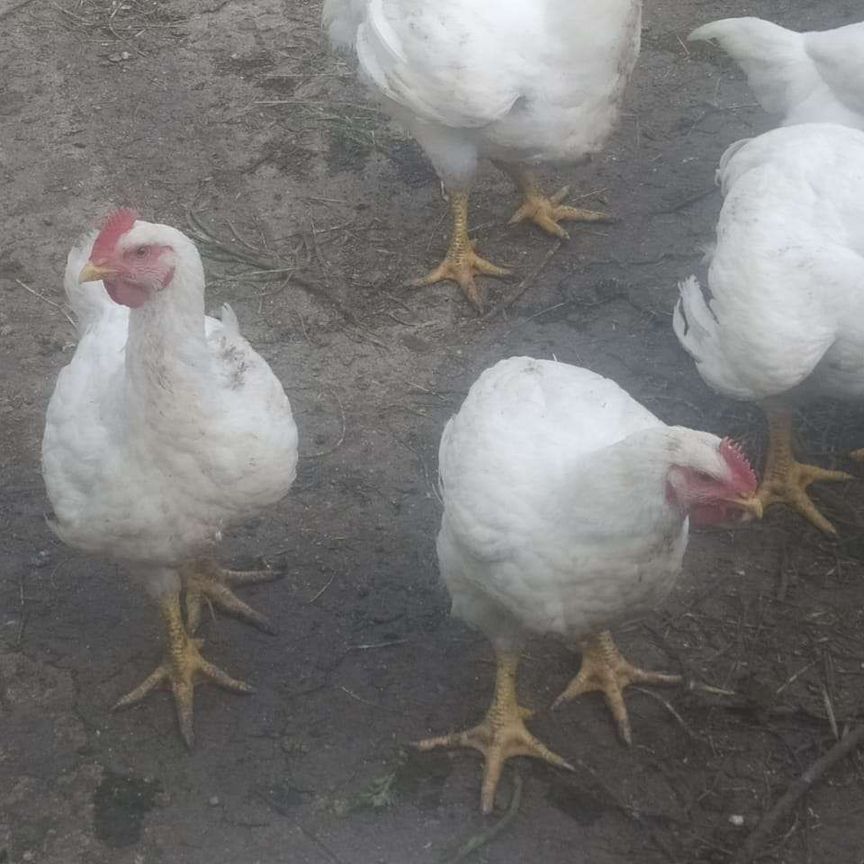 Куры бройлеры тушки мясо