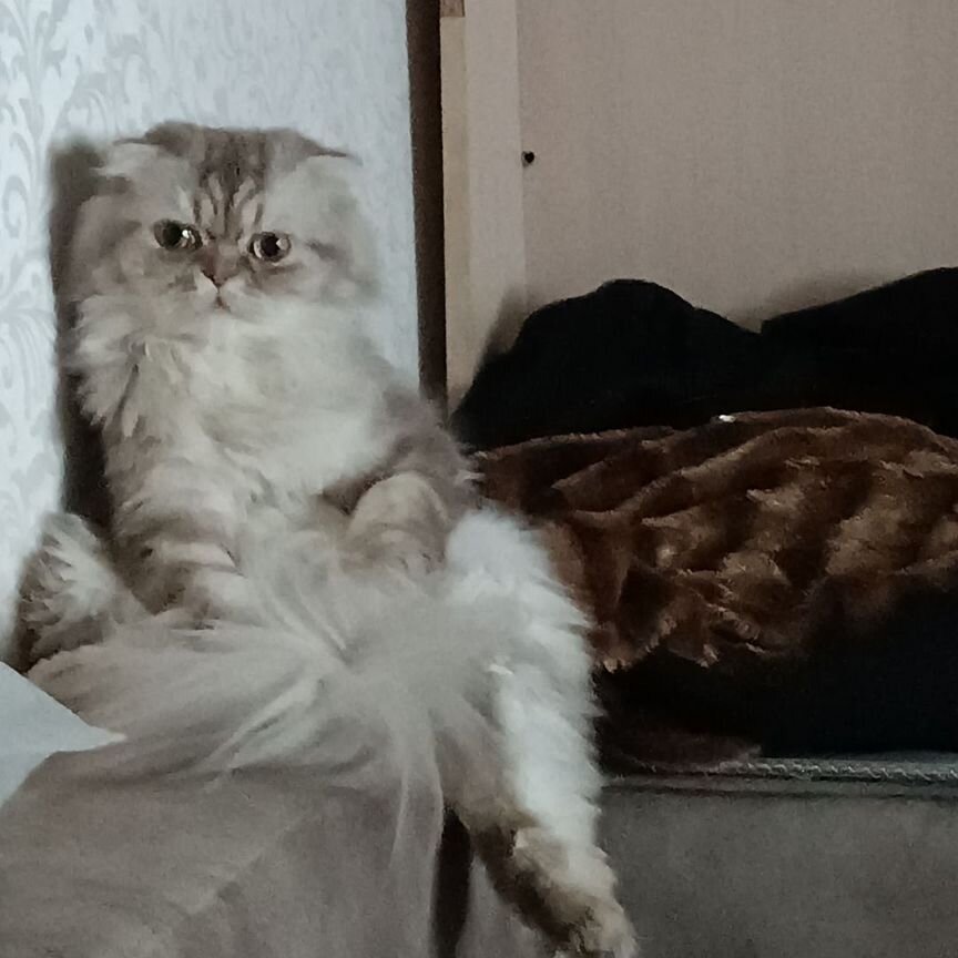 Шотландская вислоухая длинношёрстная, взрослая кошка