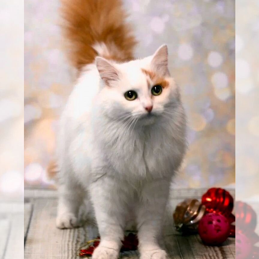 Котик в добрые руки