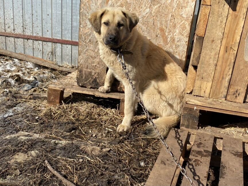 Крупный подросток Чарли ищет дом