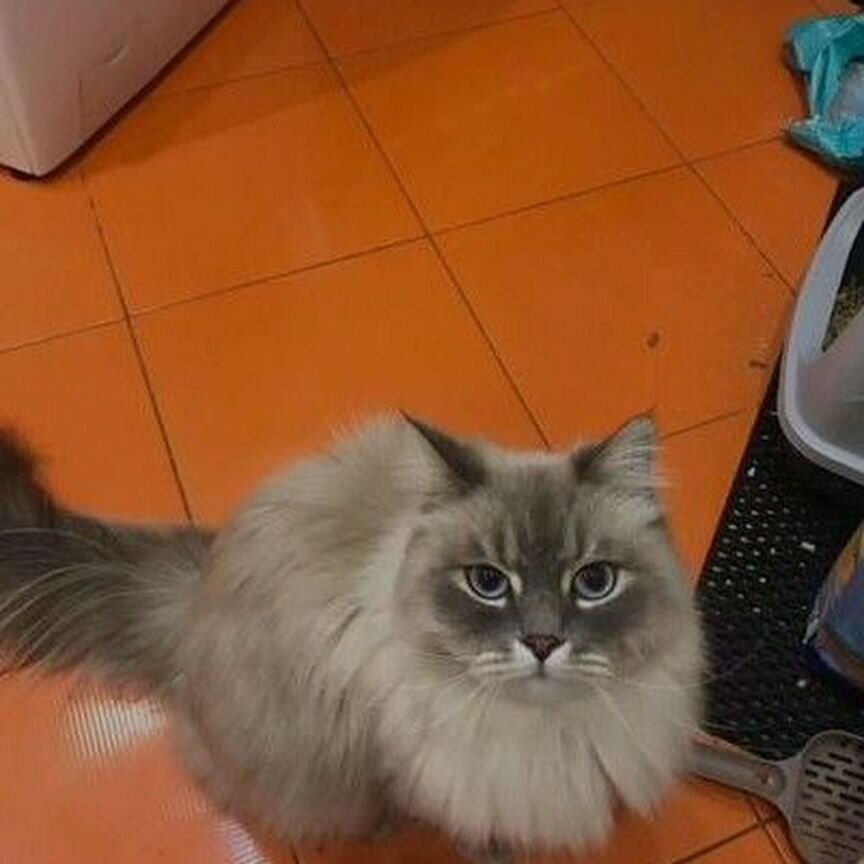 Кошка (Рагамаффин)