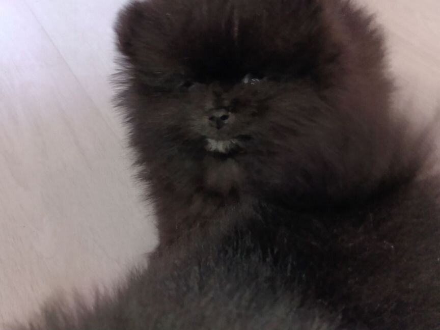 Померанский шпиц медвежьего типа девочка