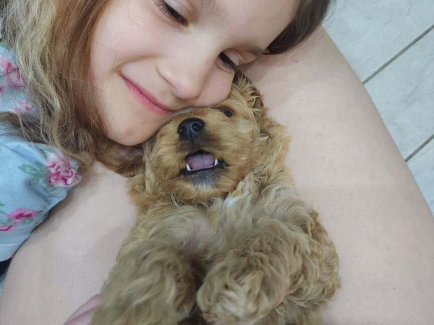 Щенки кокапу