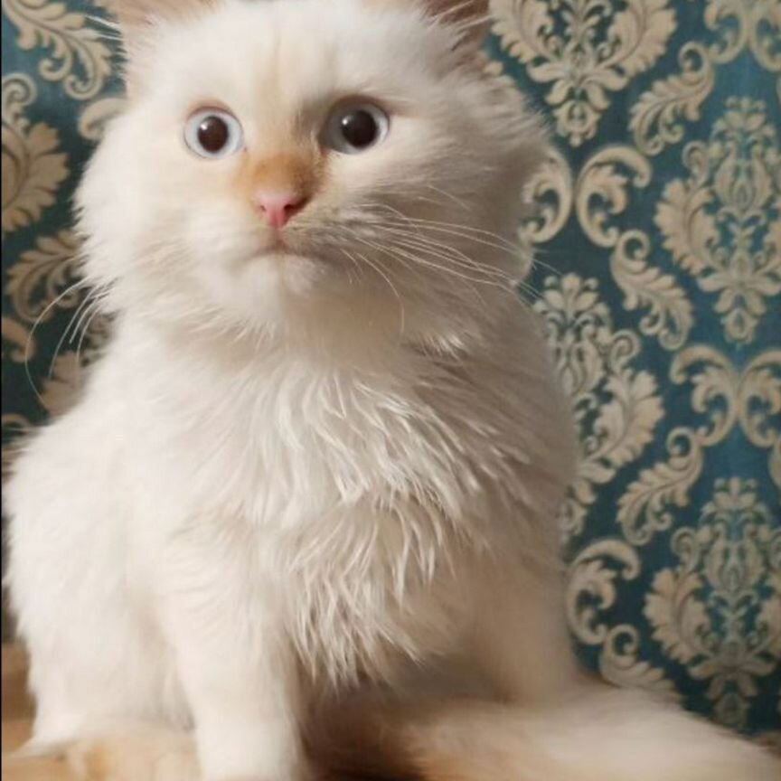 Котик в добрые руки