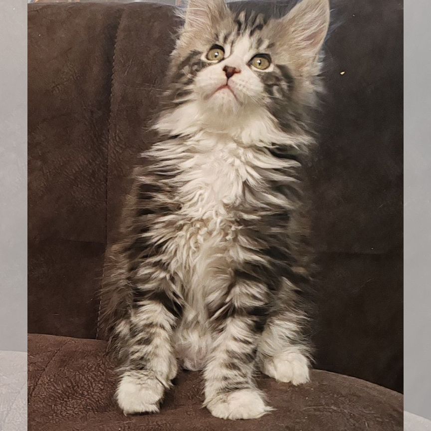 Мейн-кун котёнок