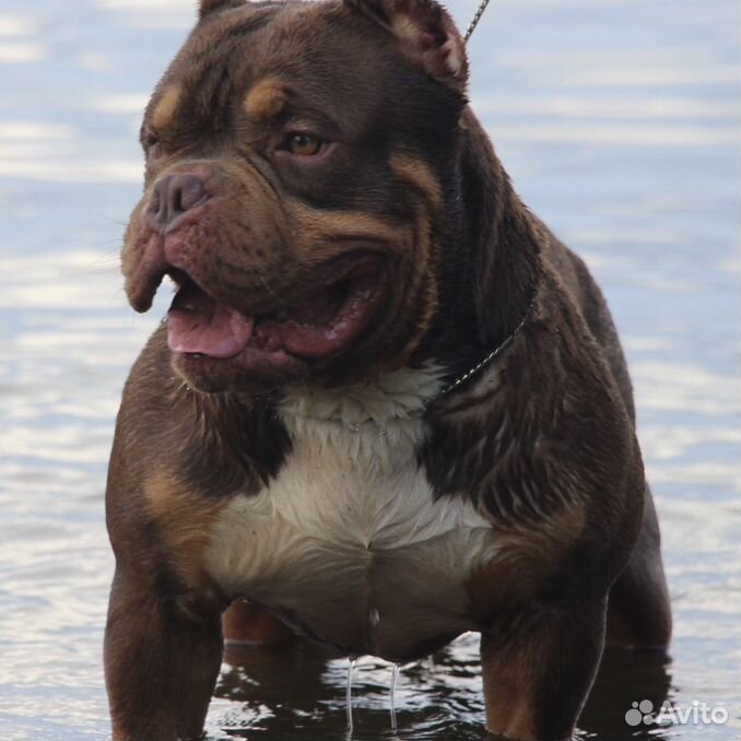 Амбулли вязка импорт Испания