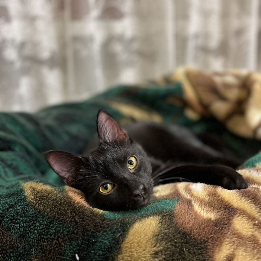 Котенок в добрые руки