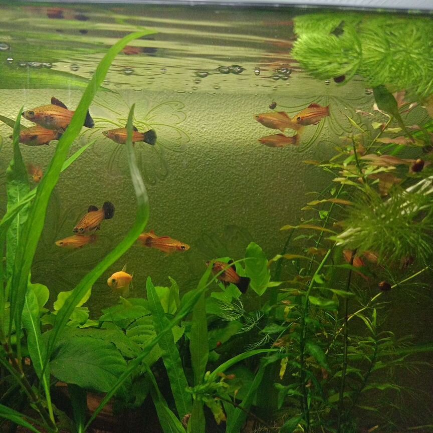 Аквариумные рыбки