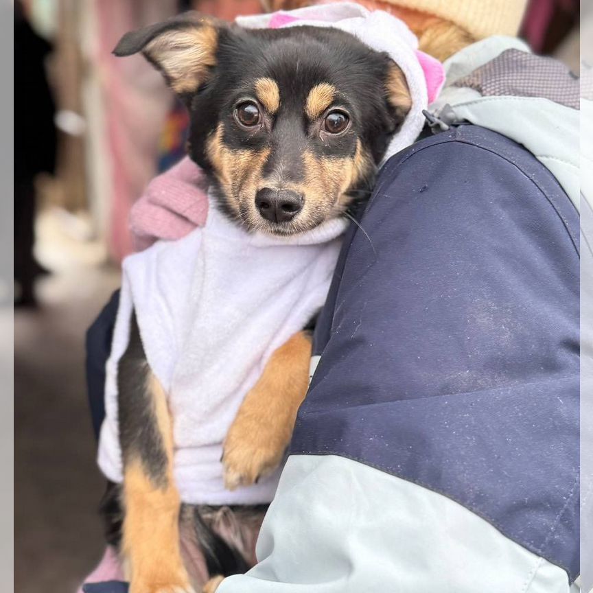 Щенок в добрые руки