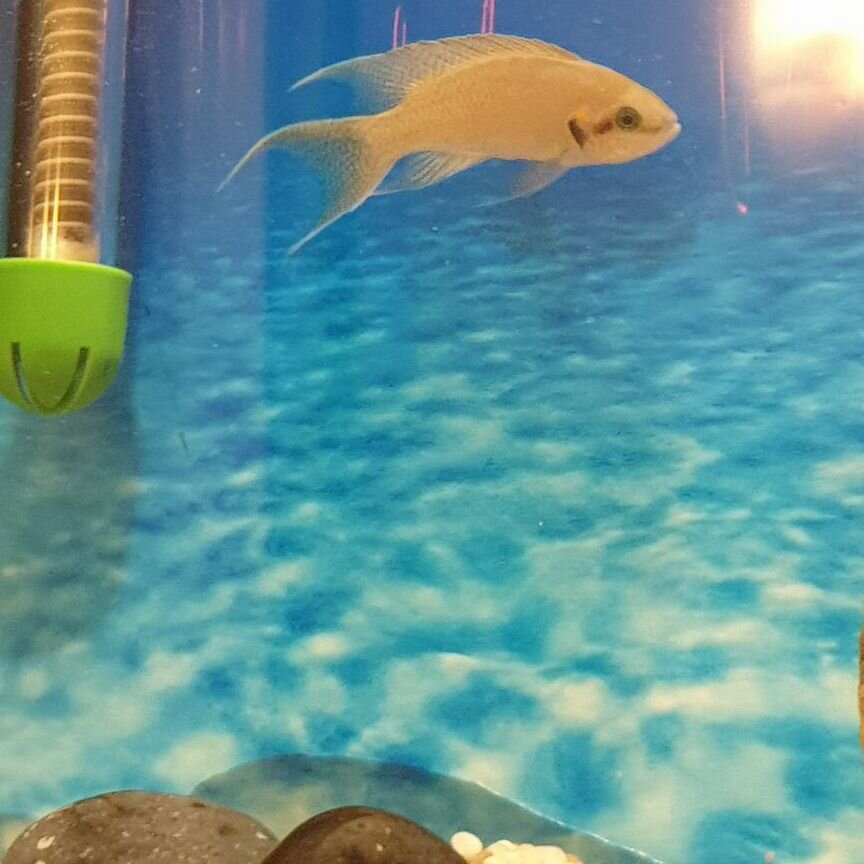 Принцесса бурунди 2 шт бесплатно